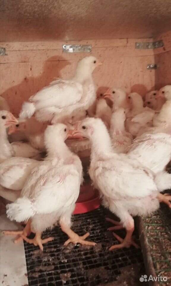 Цыпленок Бройлер Кобб 700 подрощенный