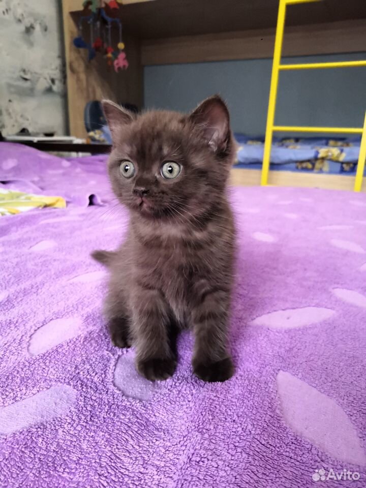 Котята