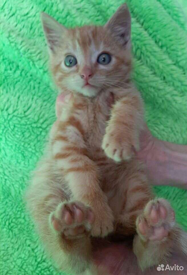 Кому рыжее счастье 2 мес в дар