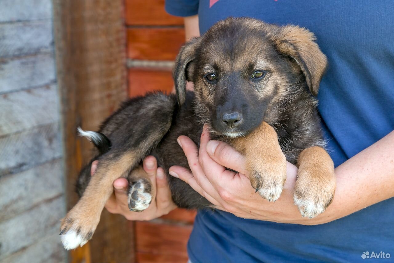 Щенок Тайга 2 мес. Привита.Привезем