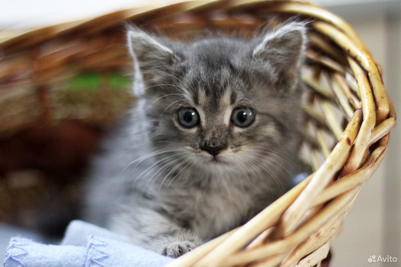 Котенок в добрые ручки