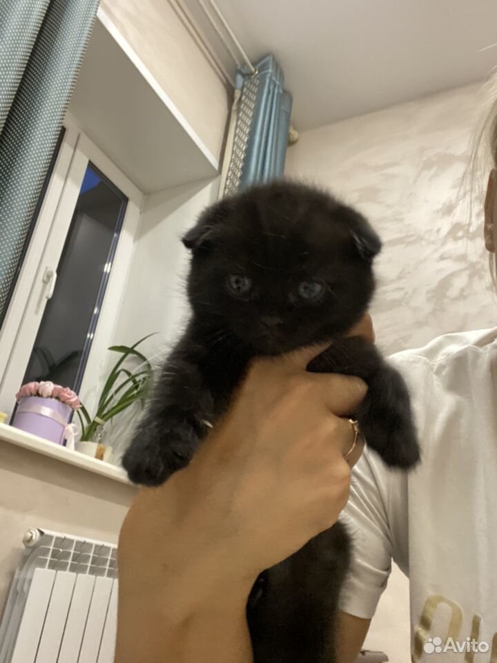 Шотландец вислоухий чёрный