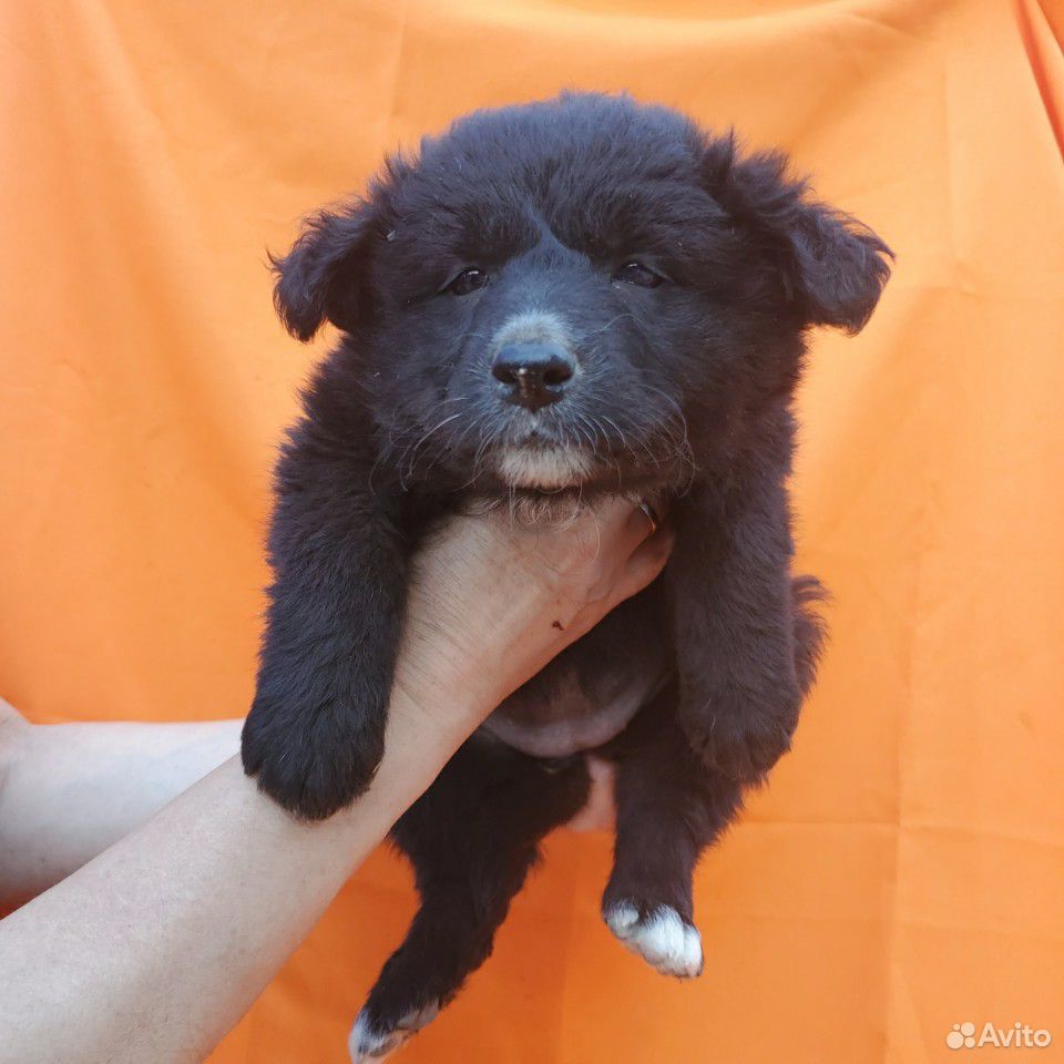 Плюша ищет дом