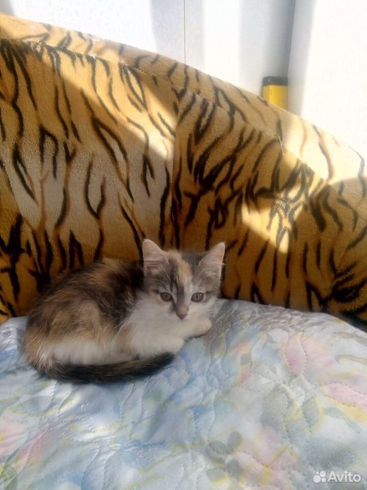 Котята ищут дом