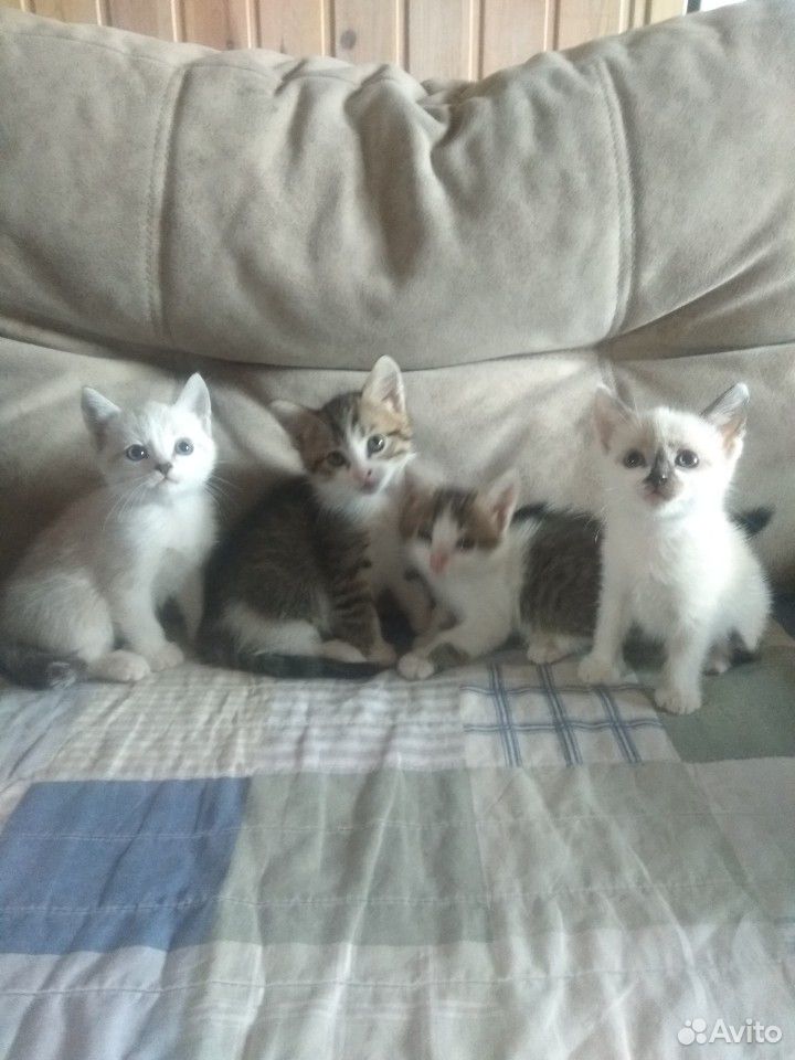 Котята от мышеловки