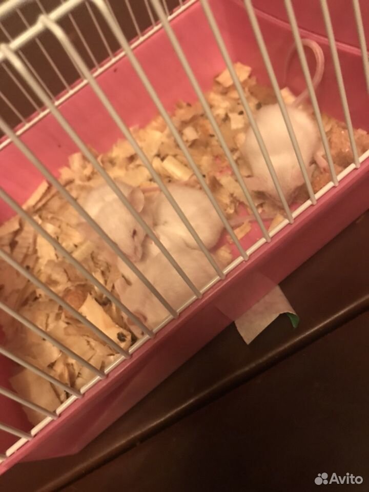 Отдам бесплатно мышей с клеткой