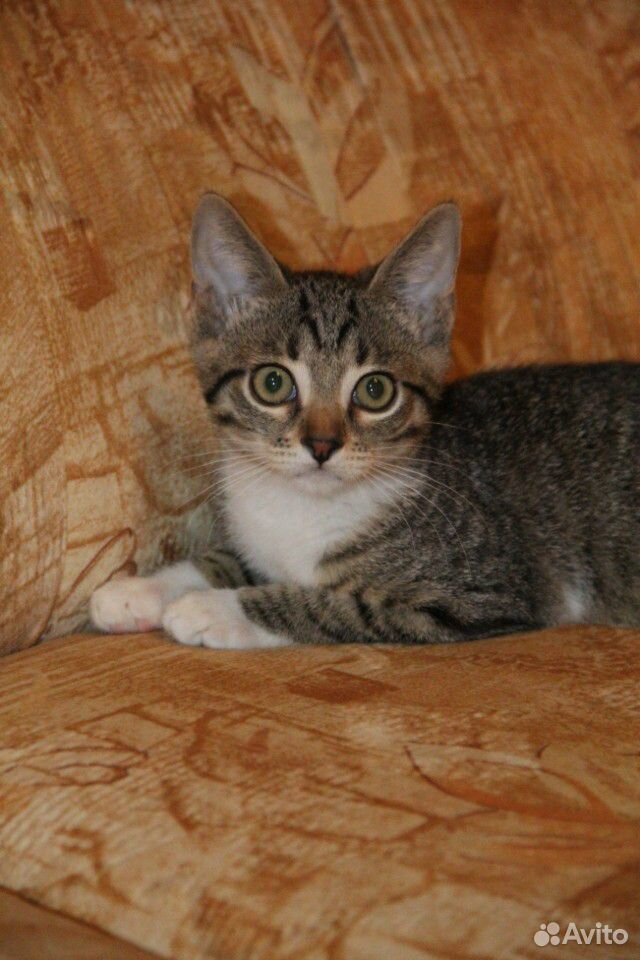 Котёнок Ларсик