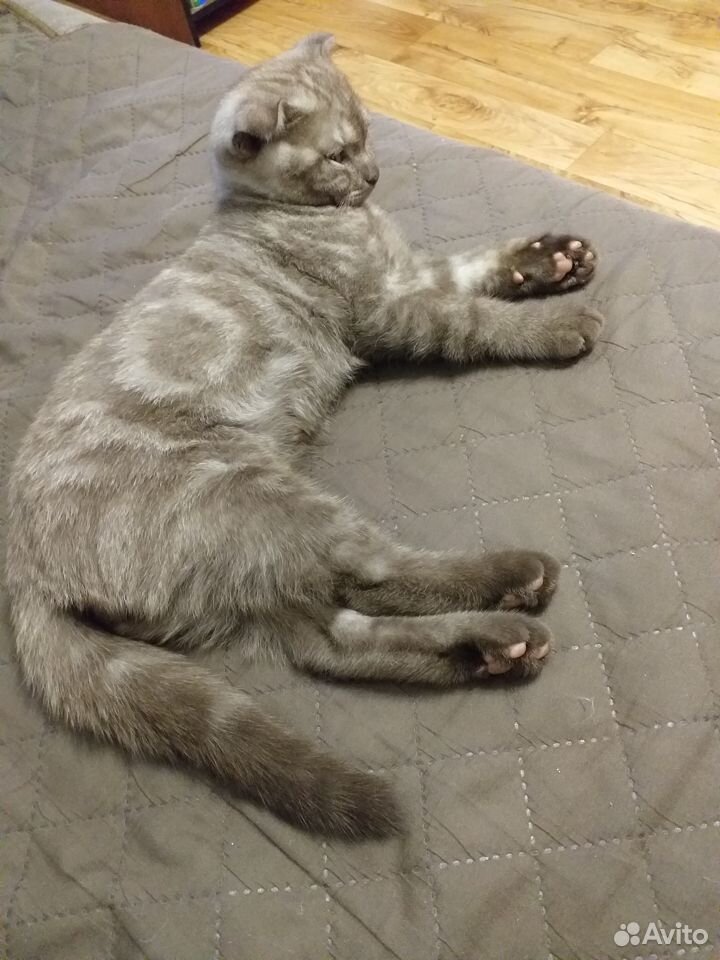 Шотланский вислоухий котенок