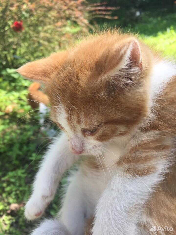 Котёнок (девочка)