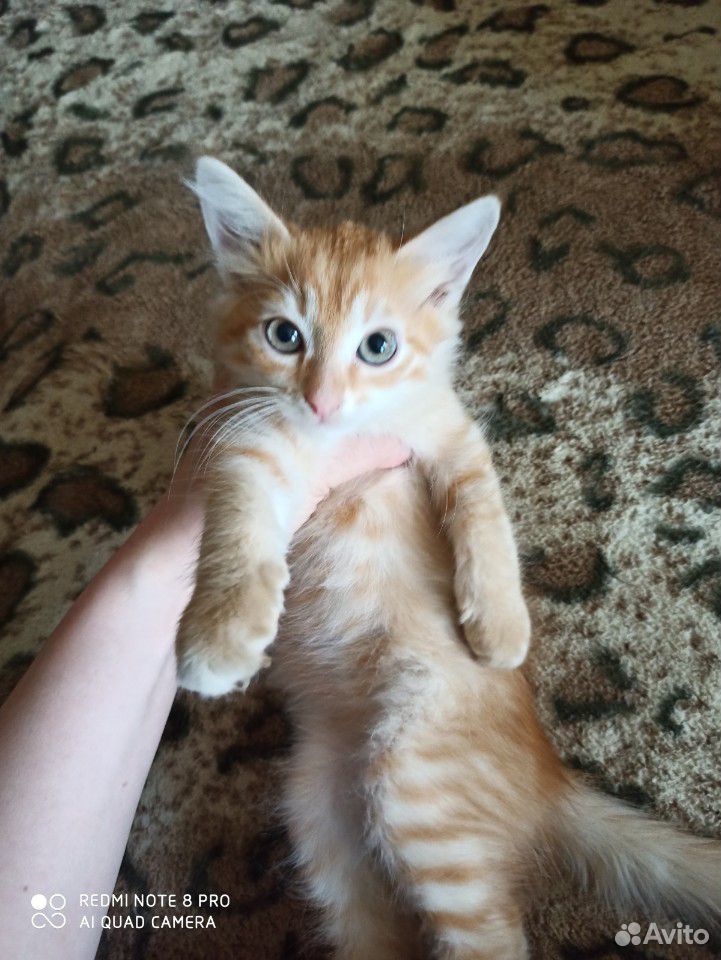 Рыжик ищет семью