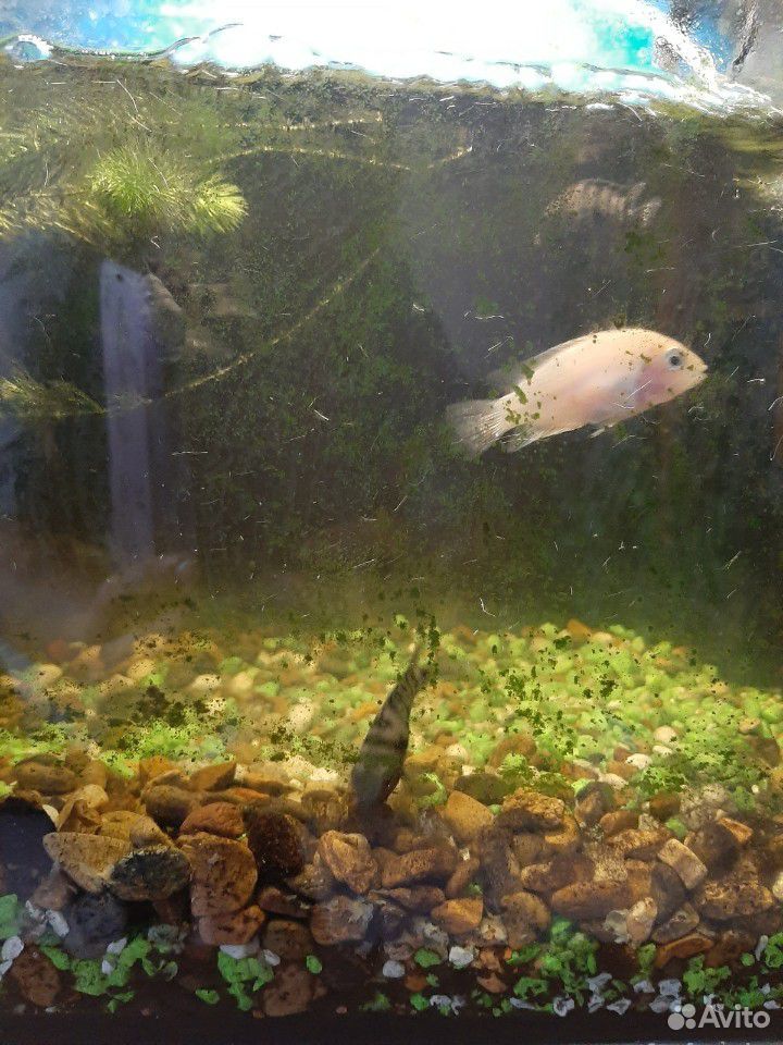 Аквариумные рыбки