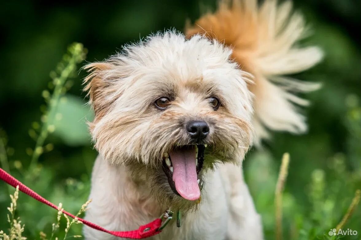 Тоша в добрые руки