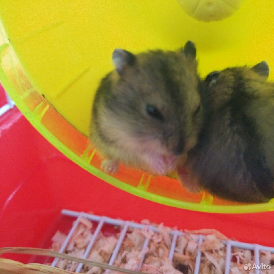 Джунгарский хомяк