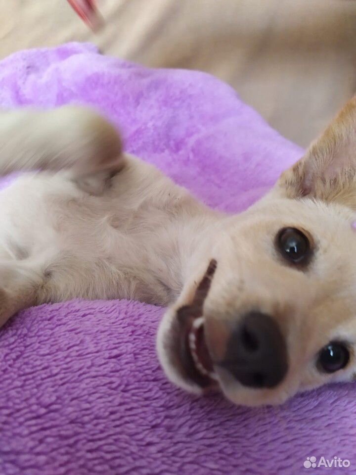 Щенок девочка. Будет не крупной