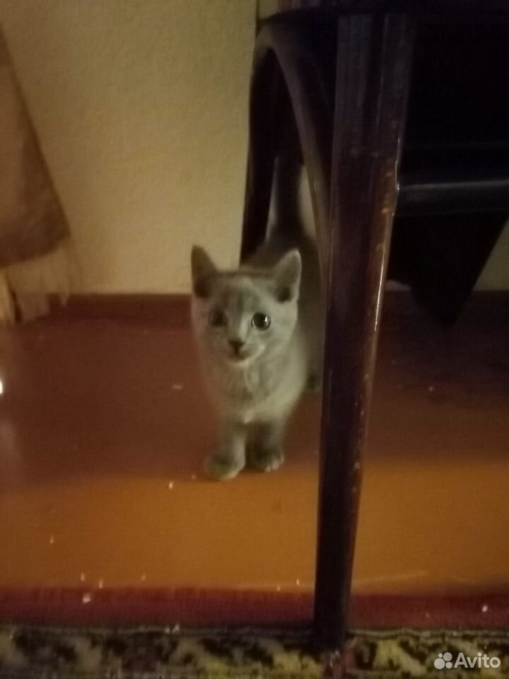 Отдам домашнего котика в добрые руки) Сам кушает