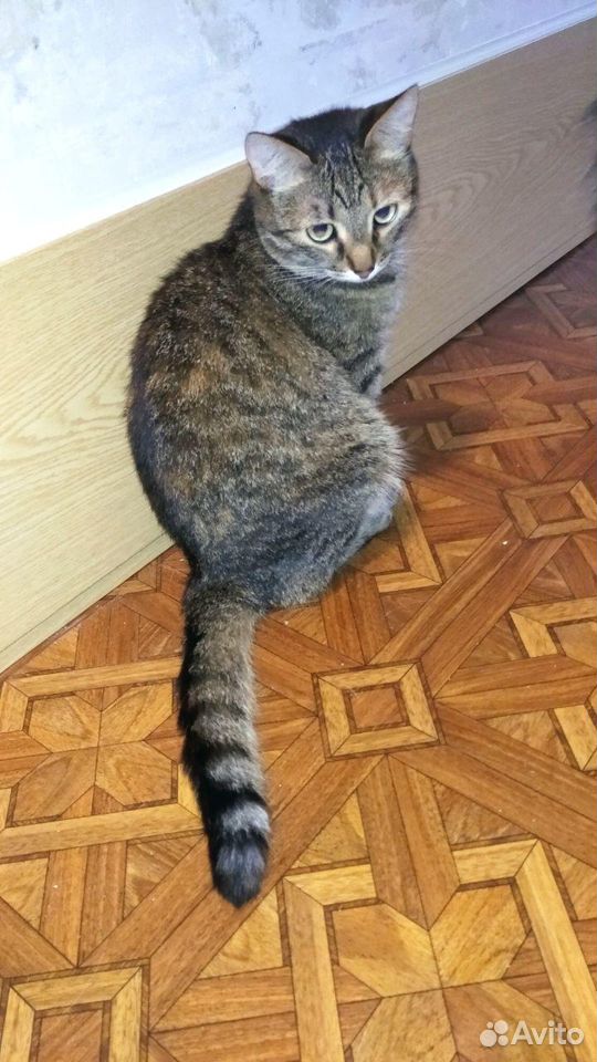 Очень добрая кошечка Мелисса, 3 года