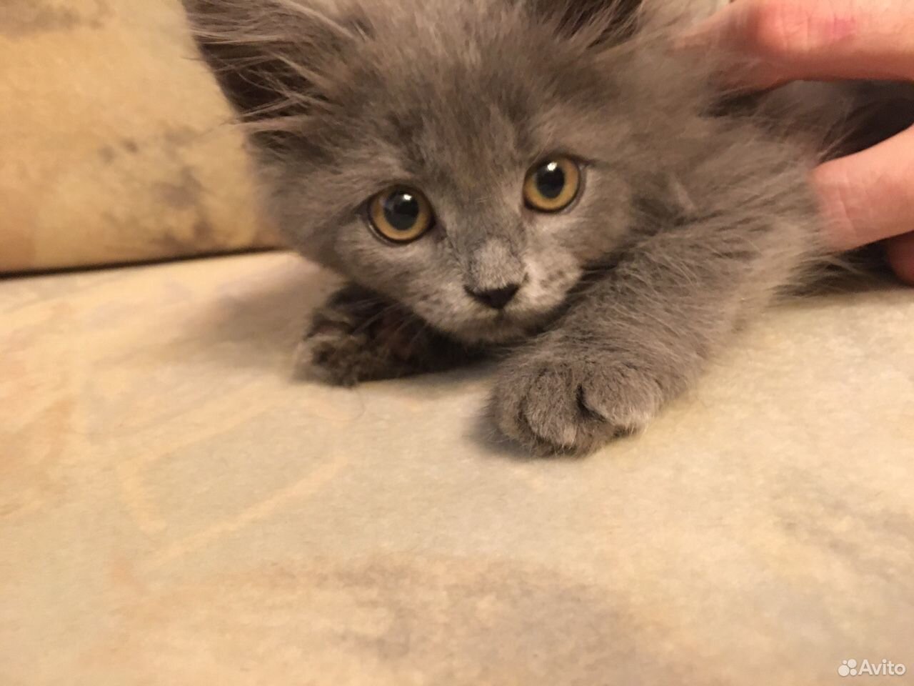 Котёнок, девочка умненькая, к лотку приучена