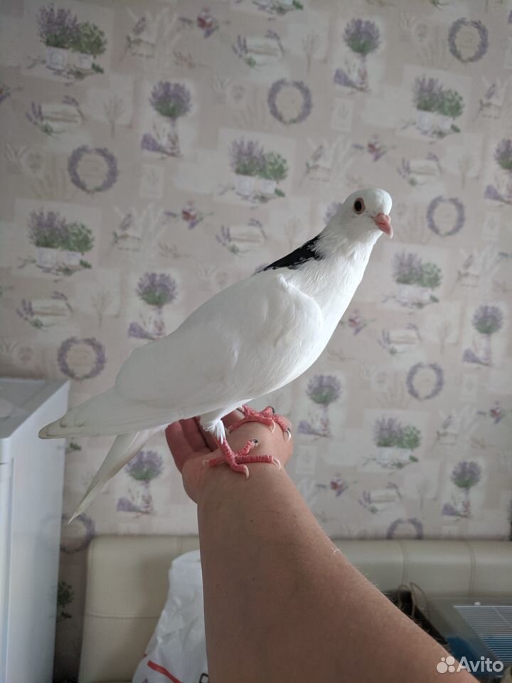 Голубь белый домашний