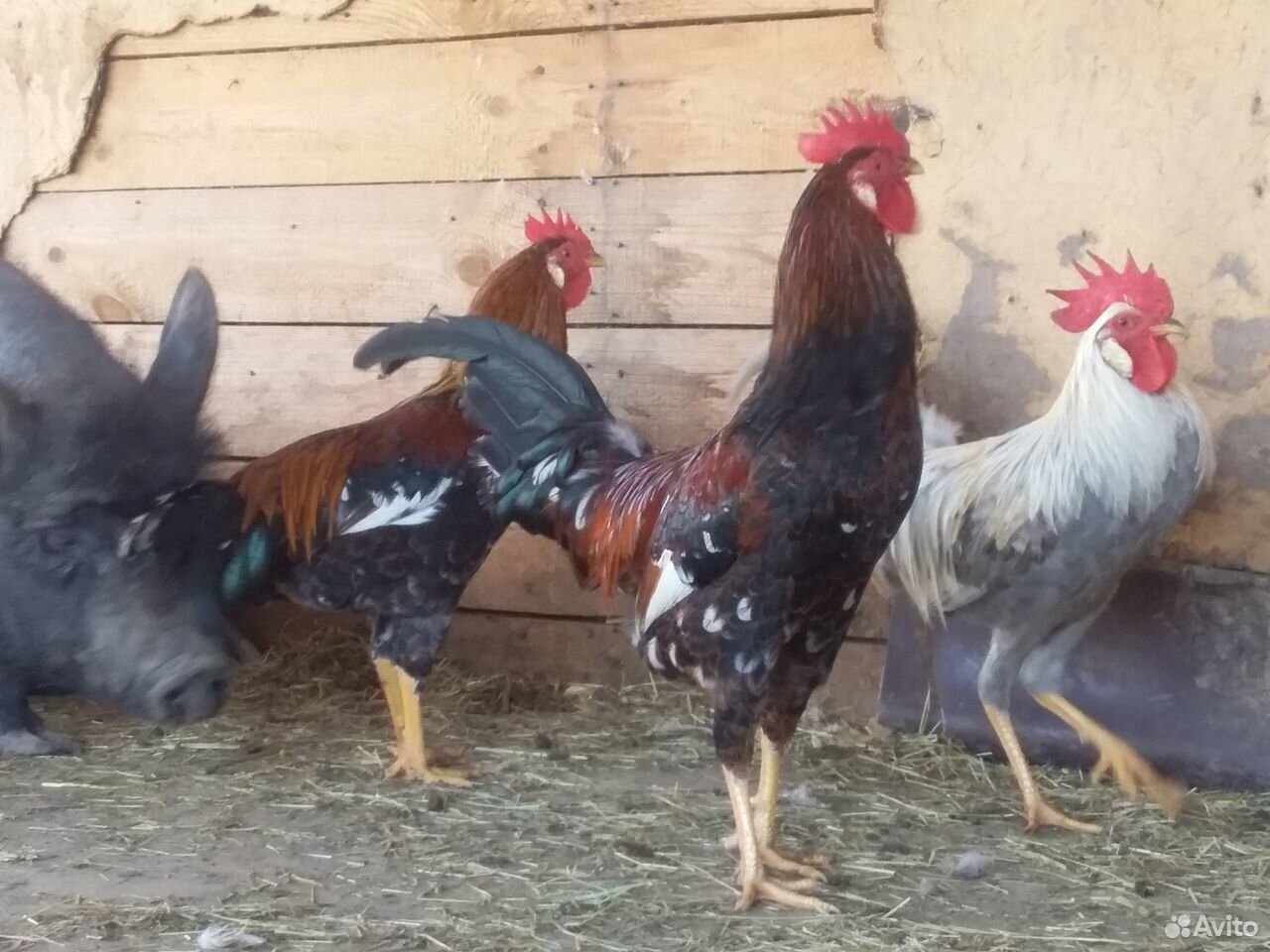 Петухи леггорн