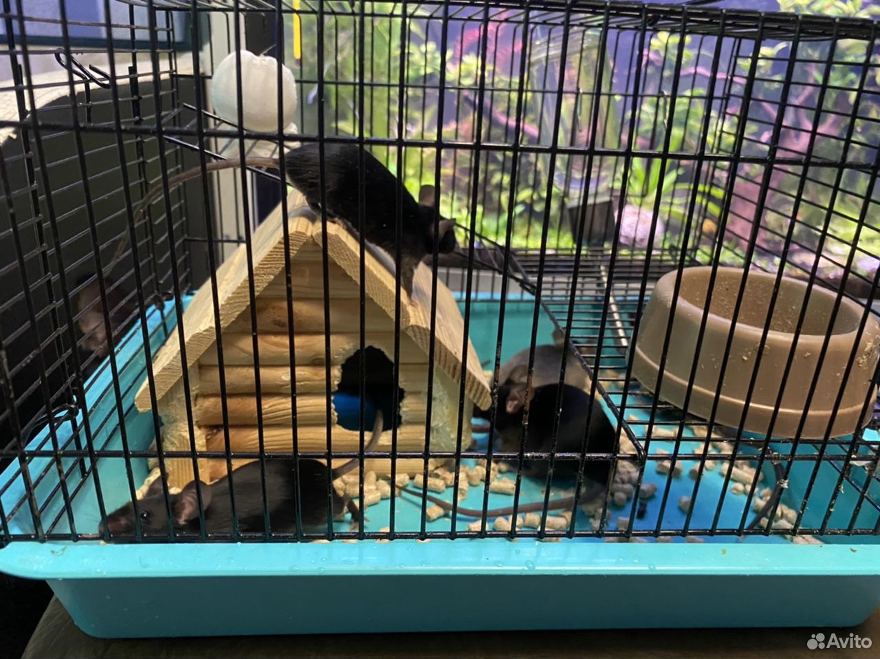 Сатиновые мыши