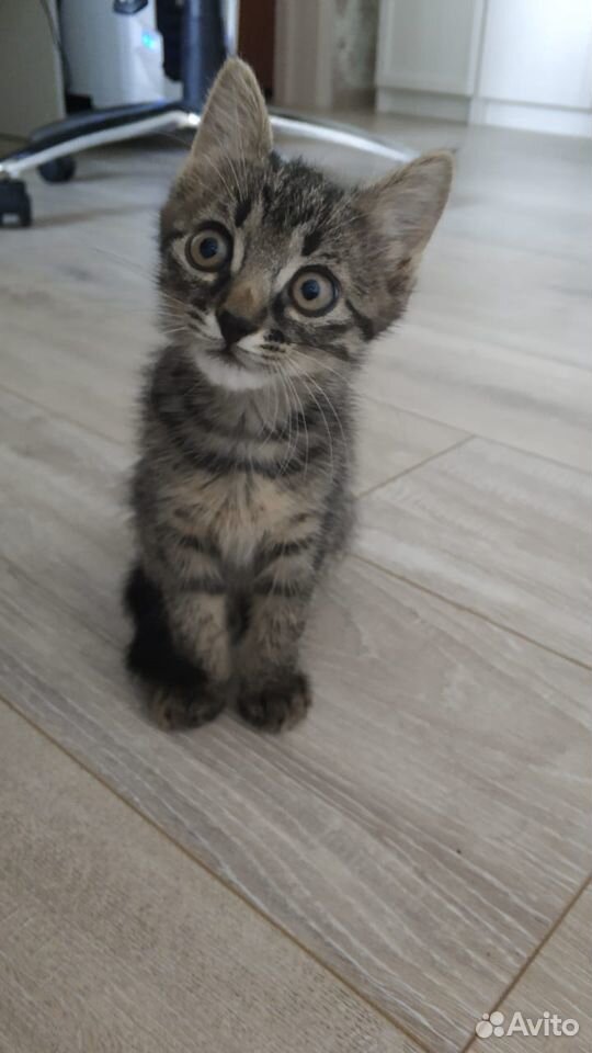 Кошка