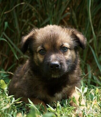 Щенок Вульф