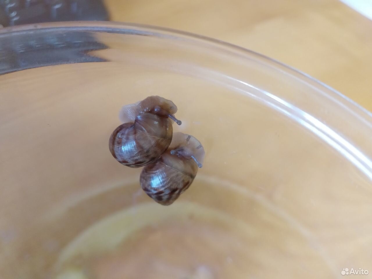 Улитята Ахатинки в добрые руки)