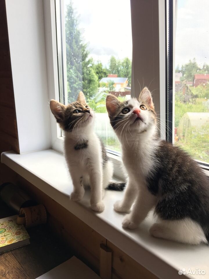 Котятки ищут дом