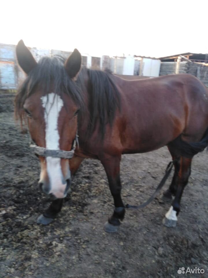 Мерин и кобыла с жеребенком