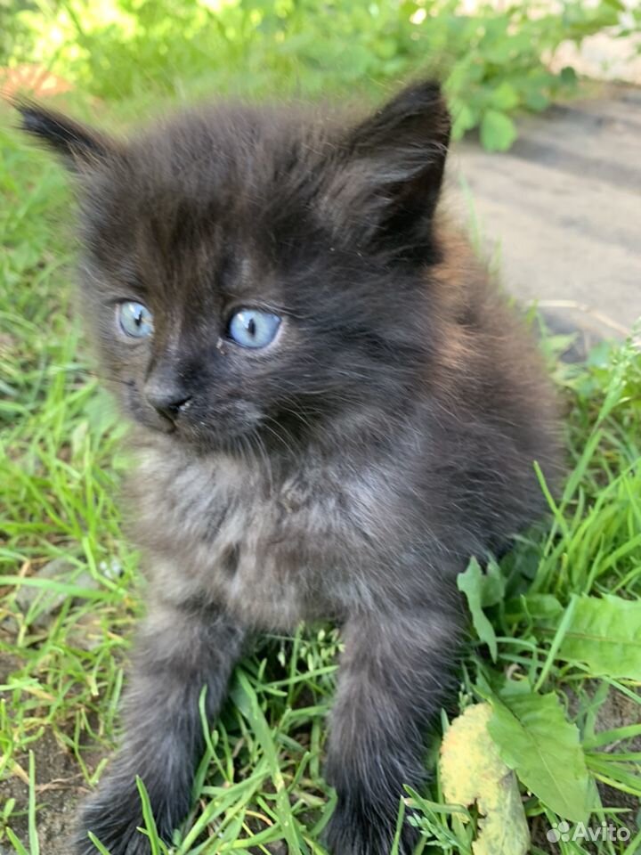 Котята