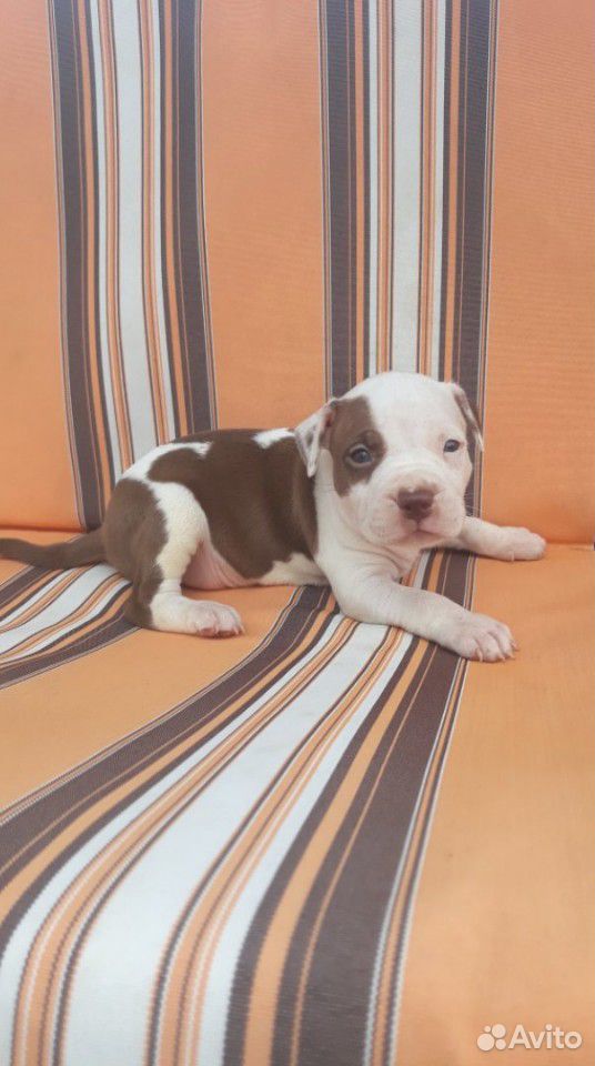 Малыш Питбуль