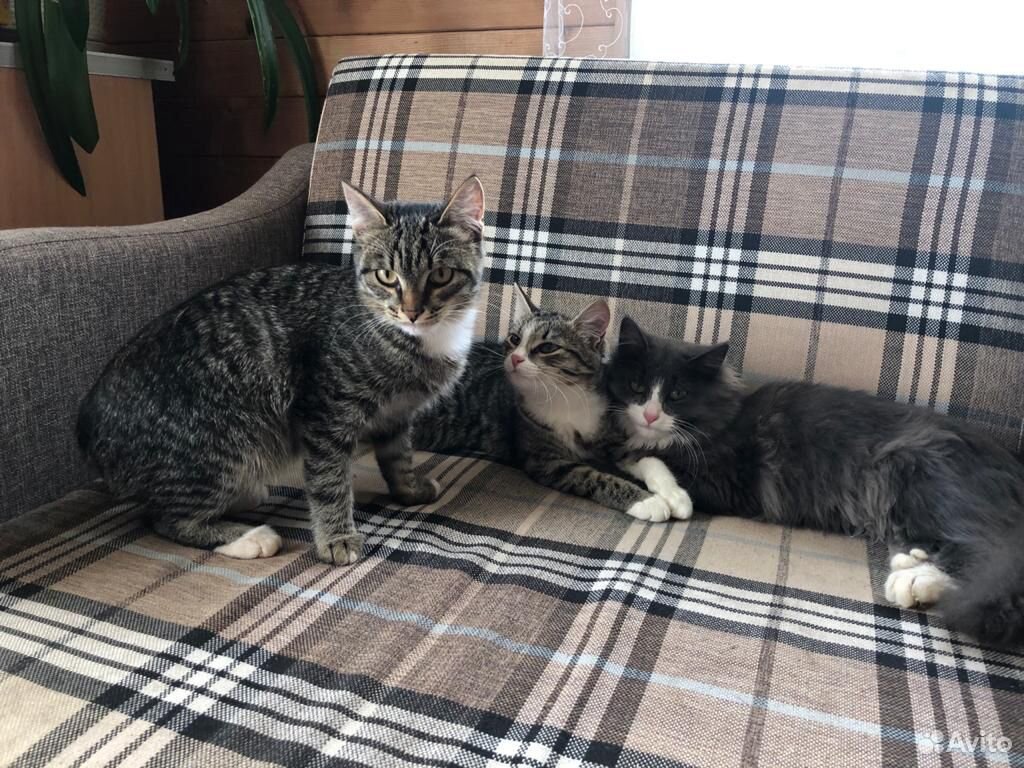 Котята