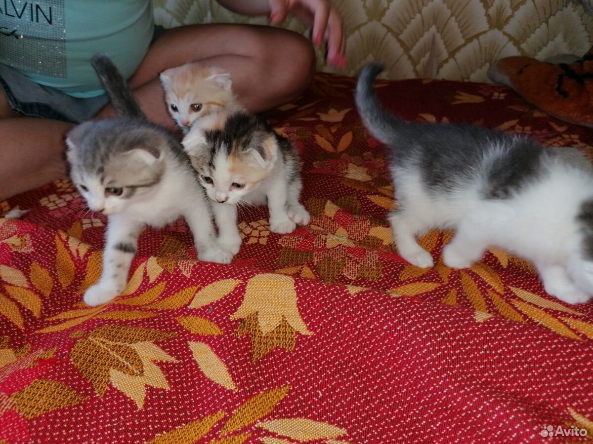 Кошка