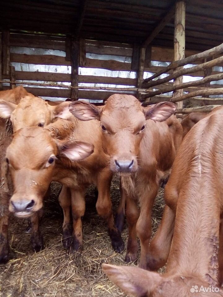 Продам телят (бычки)