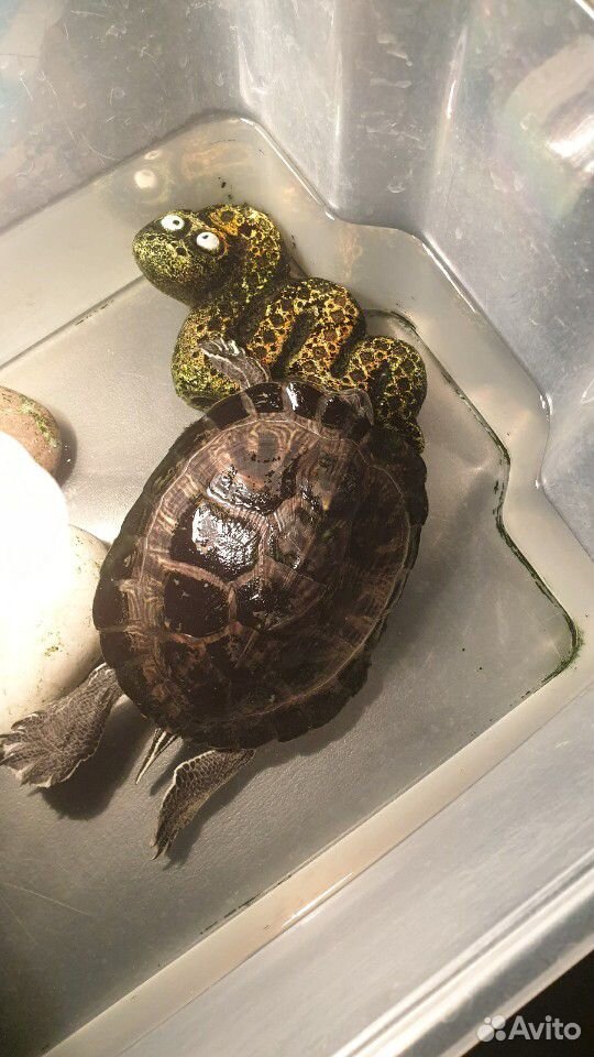 Продаю черепашку в хорошие руки