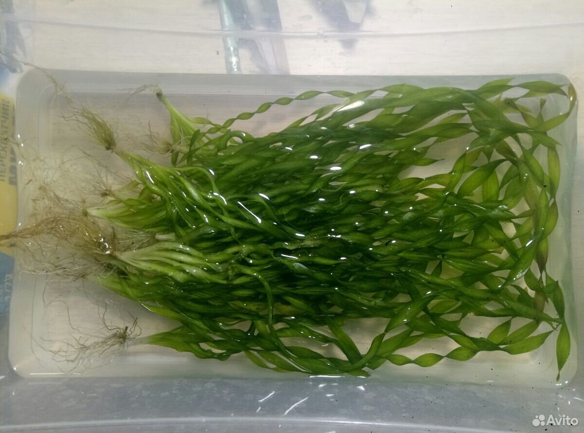 Валлиснерия спиральная
