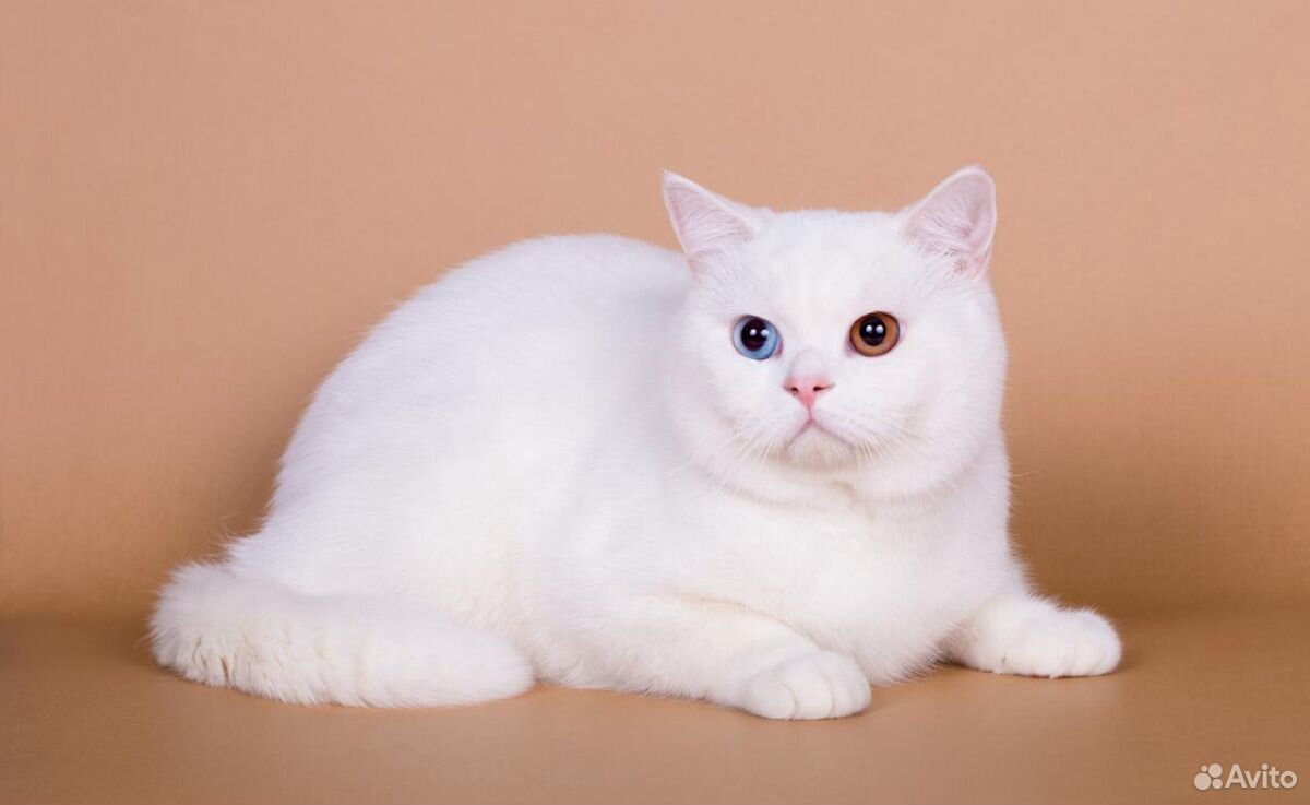 Котик
