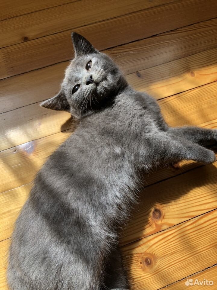 Котёнок нибелунга и короткошерстной британки