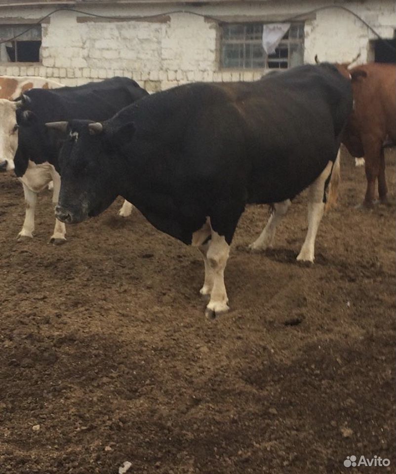 Быки на мясо