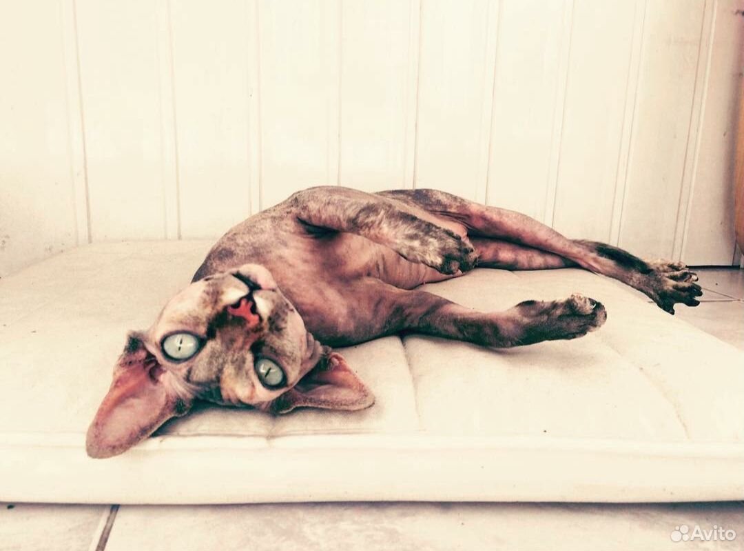 Донской Сфинкс