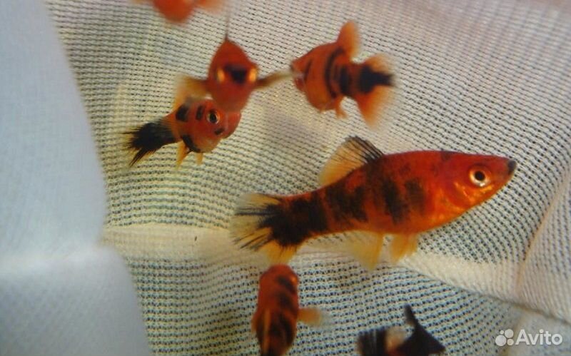 Подростки меченосцев