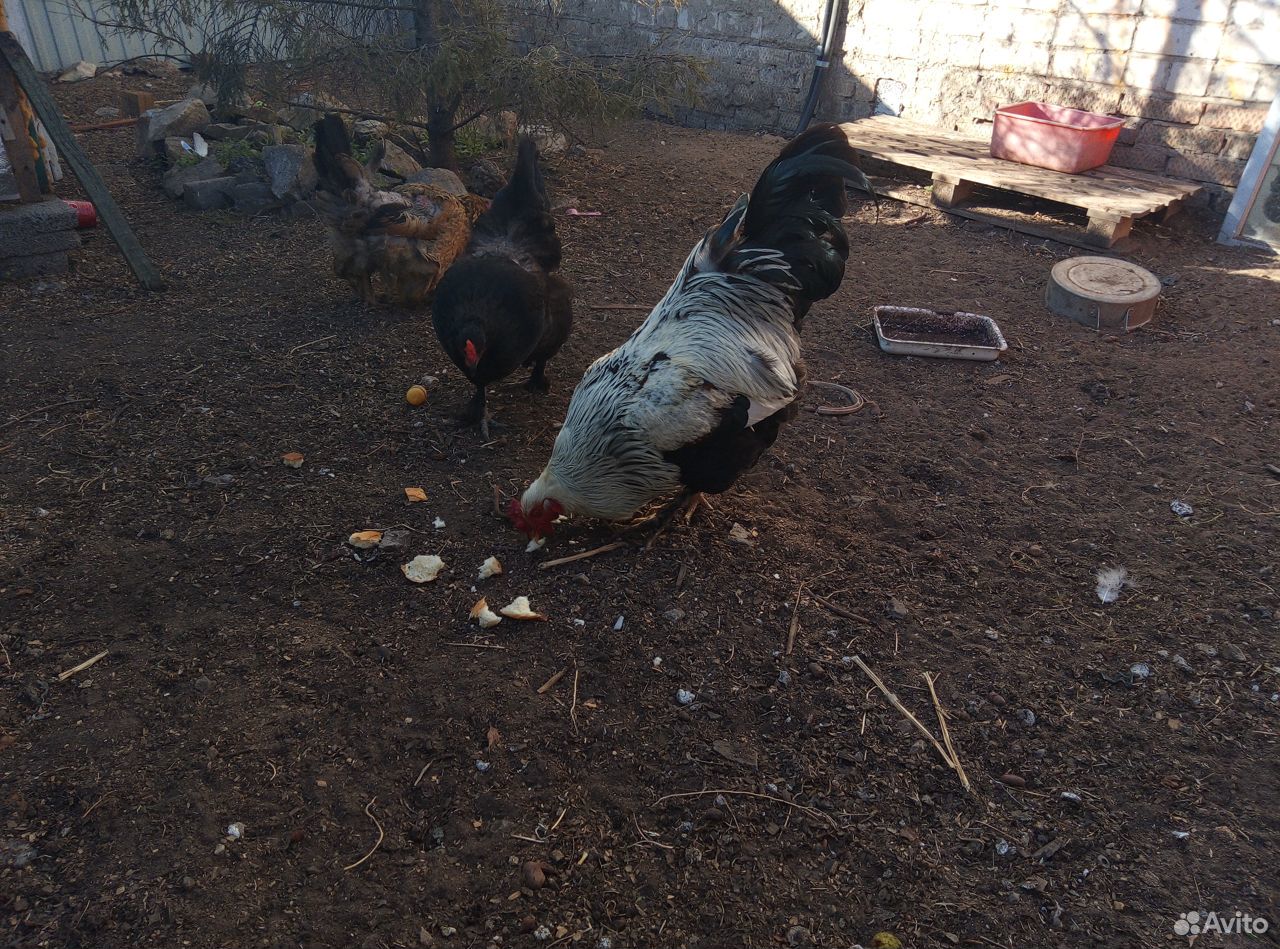 Куры и петух