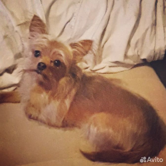 Милая собачка