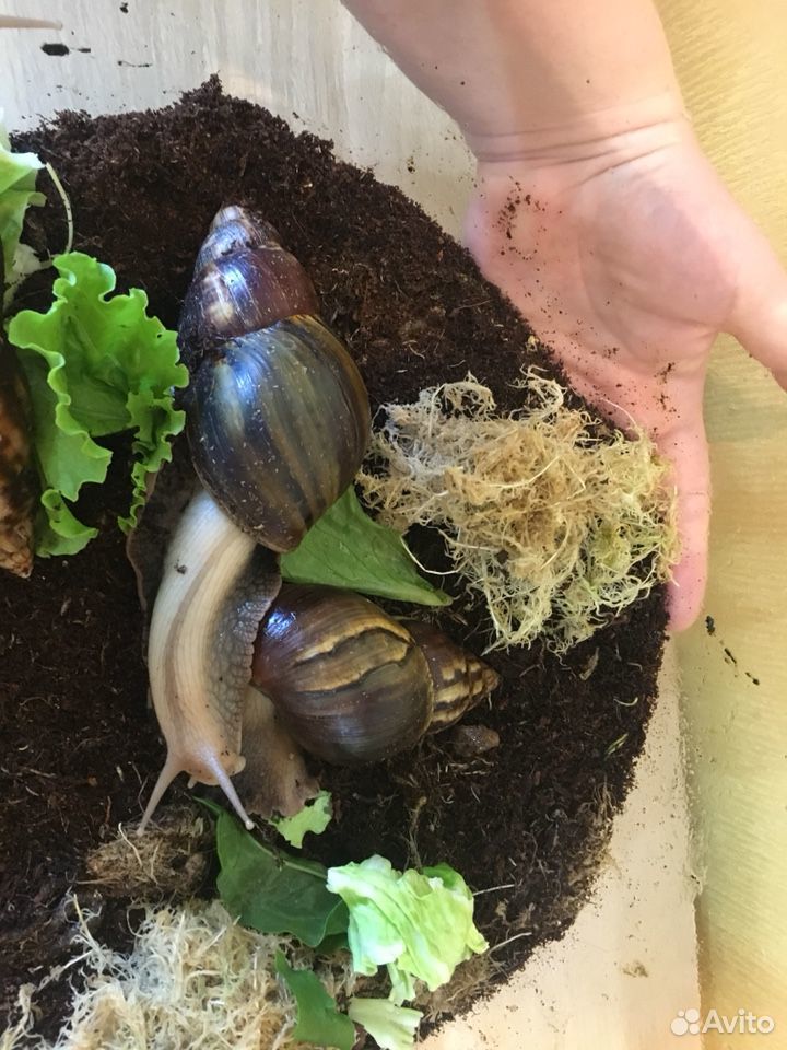 Улитка Ахатина