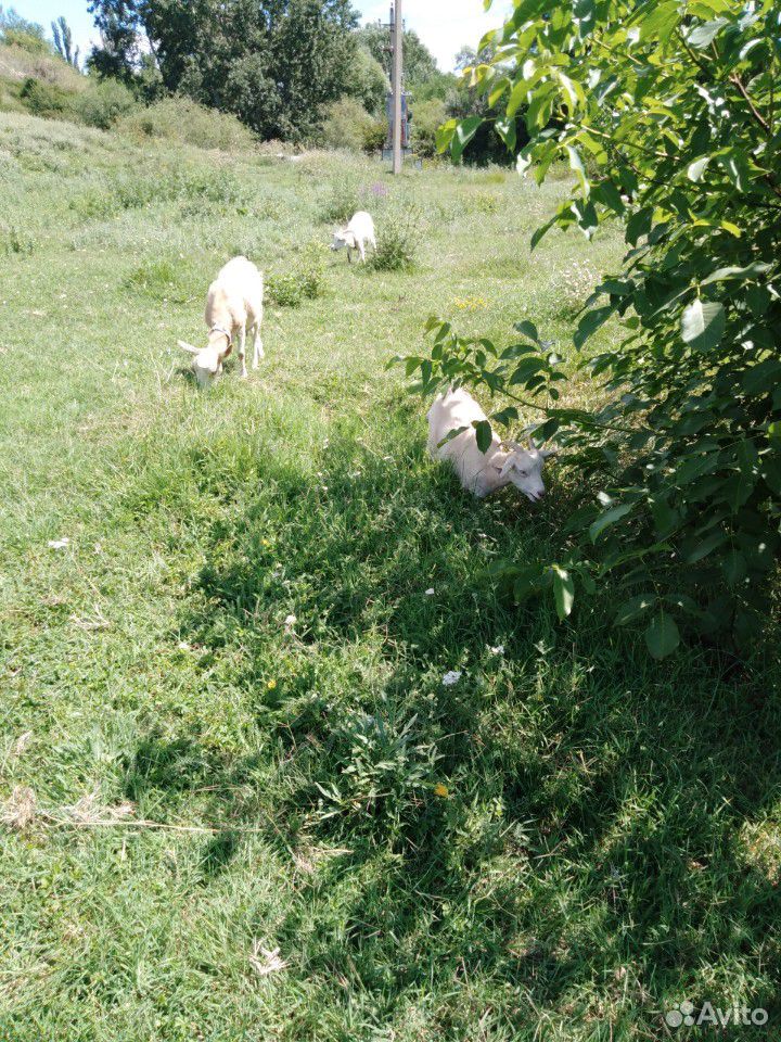 Коза с козлёнком