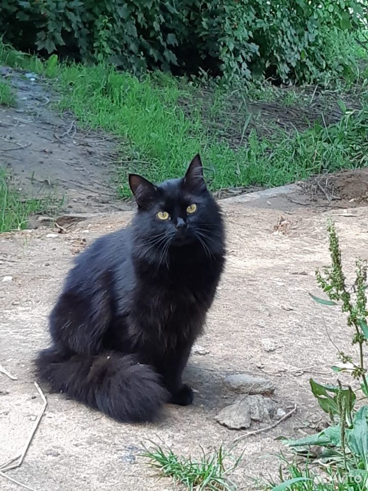 Кошечка Ксюша 1 Год