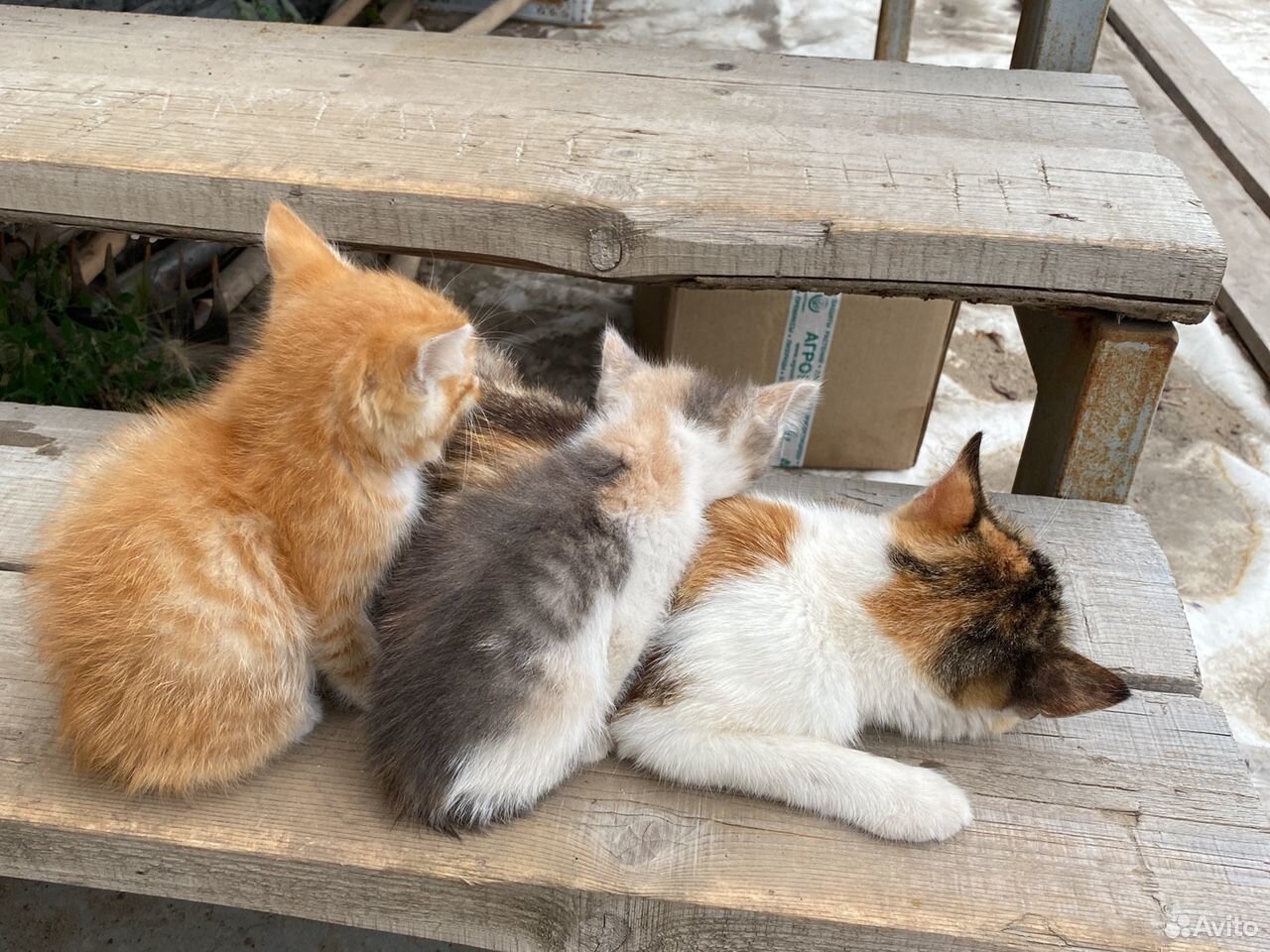 Котята