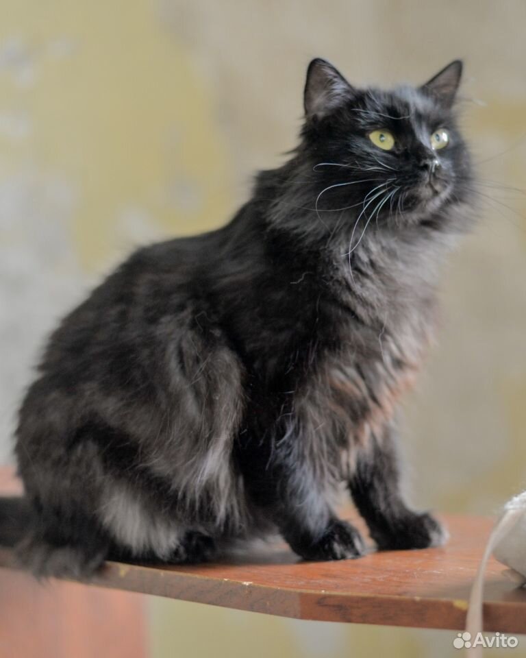 Кошка похожа на норвежскую лесную