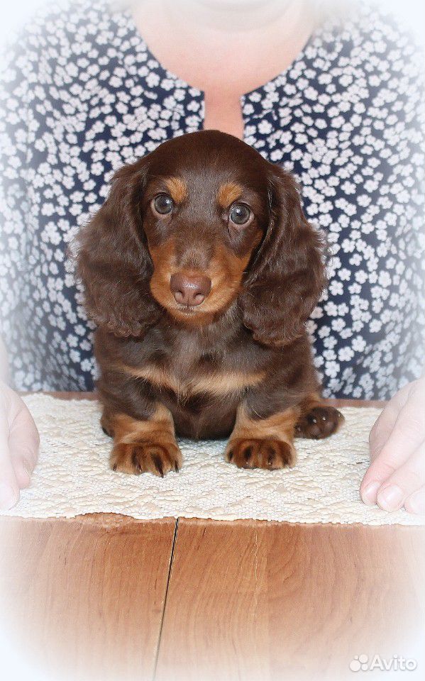 Такса миниатюрная/кроличья д/ш