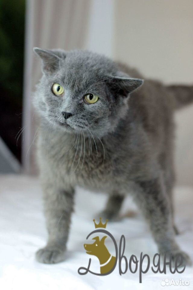 Кот Винсент